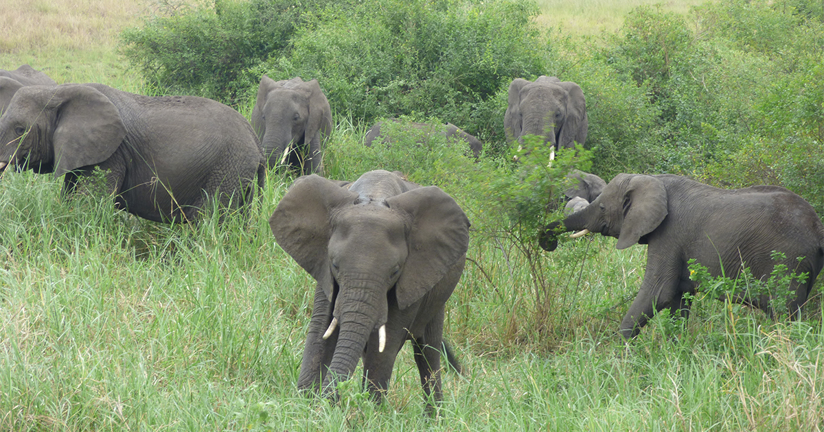 3 days Savannah wildlife Safari | Queen Elizabeth National Park