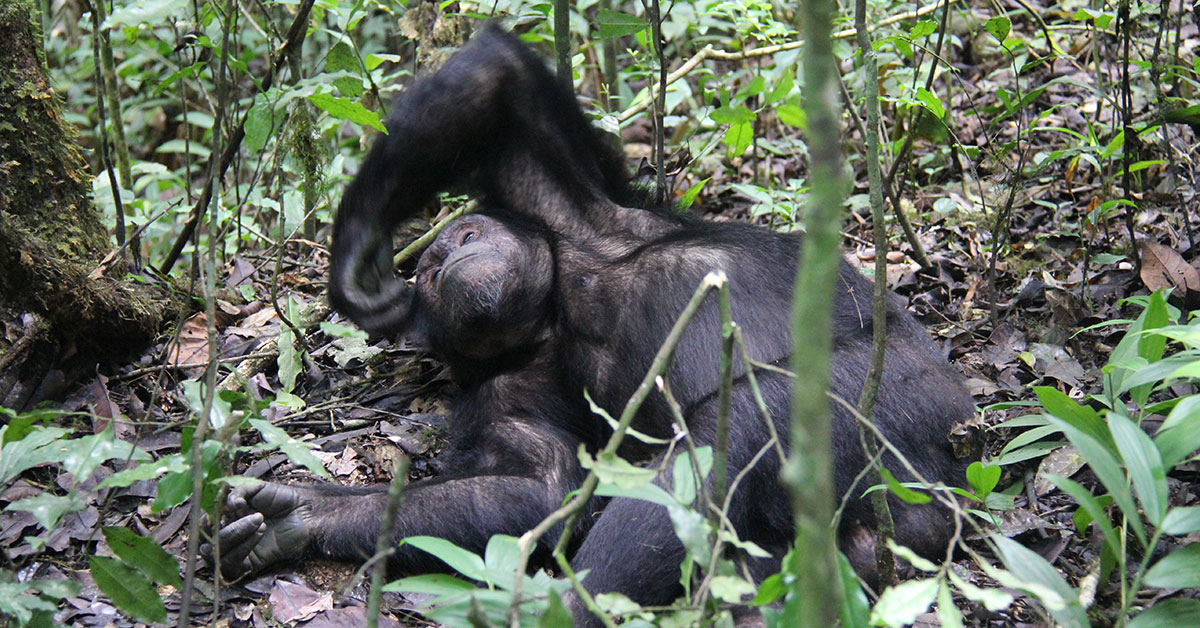 5 days Primates habituation Safari » Gorilla and Chimps