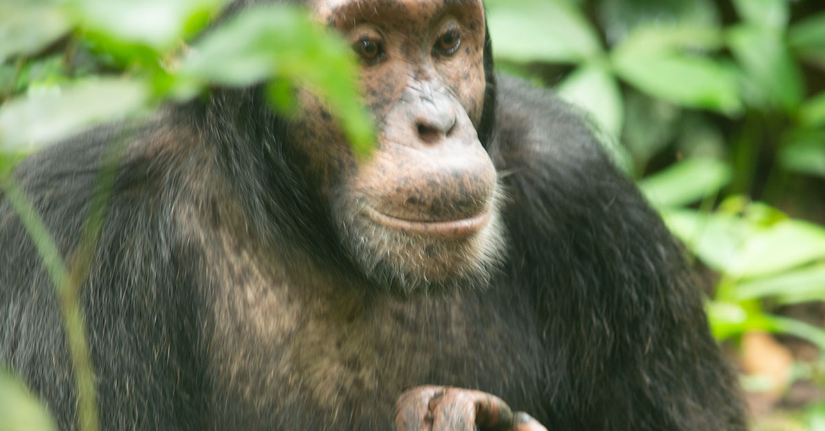 How much is chimpanzee tracking Bugoma Forest | Simba African Expeditions