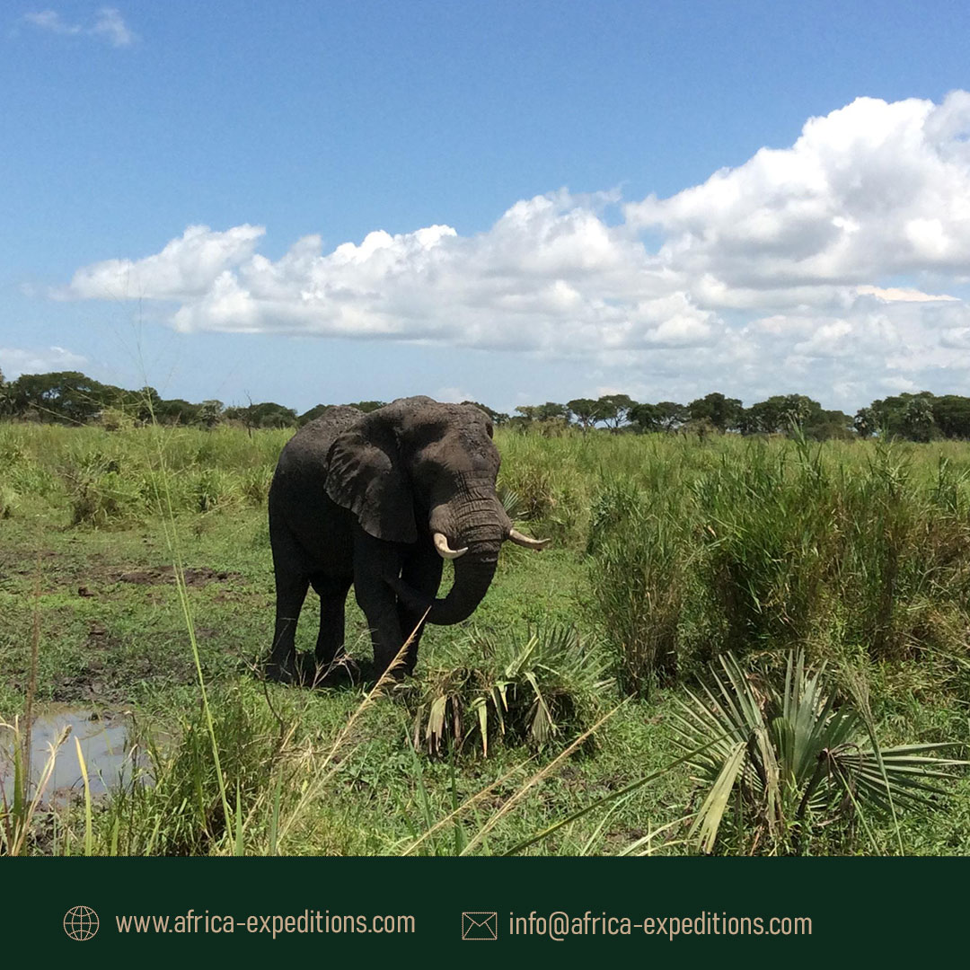 Booking Akagera Game Drive | Simba African Expeditions