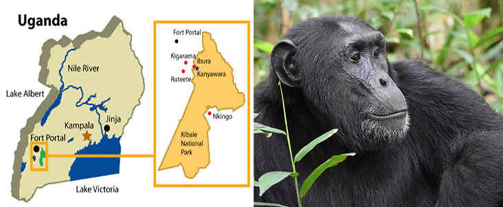 Kibale Forest National Park » chimpanzee trekking Kibale